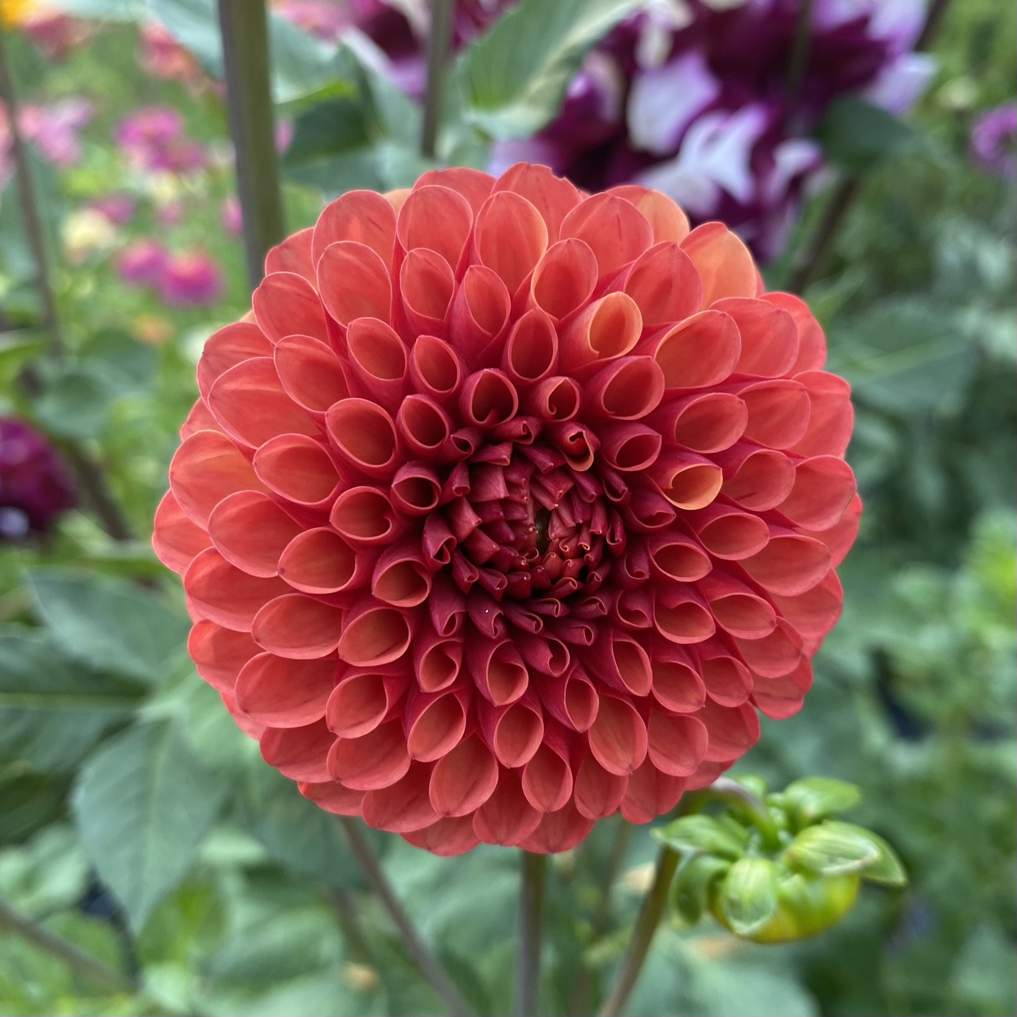 Valley Rust Bucket – Three Brothers Blooms